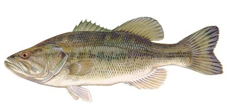 Fish Spotter's Guide